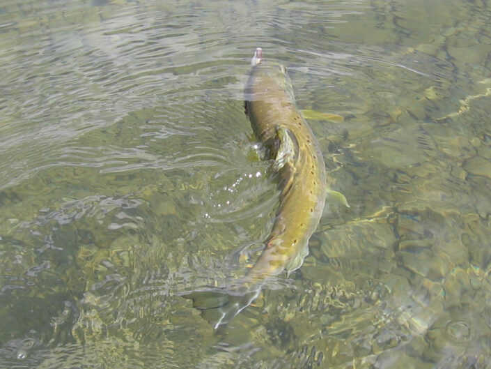 Rzeka Raba – wyprawy z przewodnikiem wędkarskim - przewodnicywedkarscy.pl